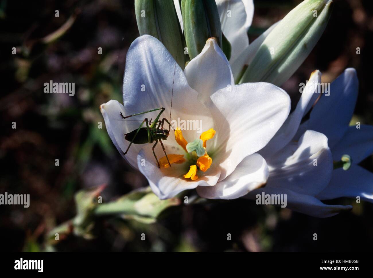 Insect at the flower hi-res stock photography and images - Alamy