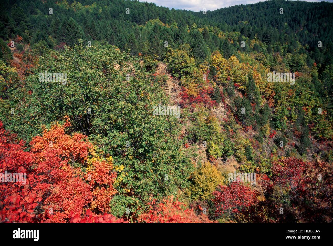 Landscape of a wood and vegetation, Epirus, Greece Stock Photo - Alamy