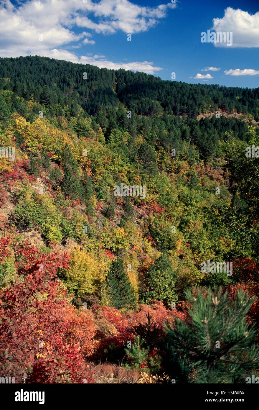 Landscape of a wood and vegetation, Epirus, Greece Stock Photo - Alamy