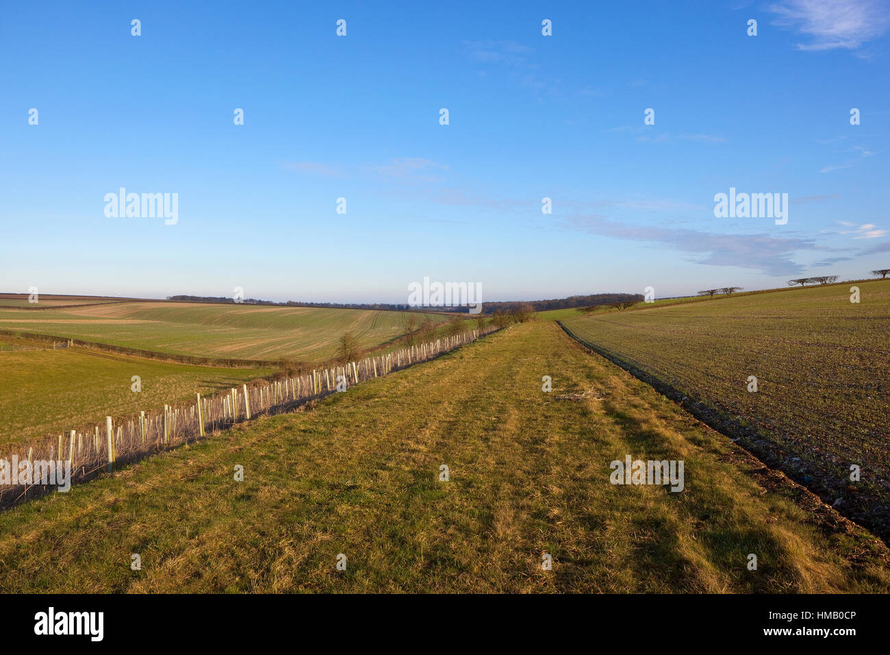 a grassy bridleway with tree saplings and crops in a yorkshire wolds ...