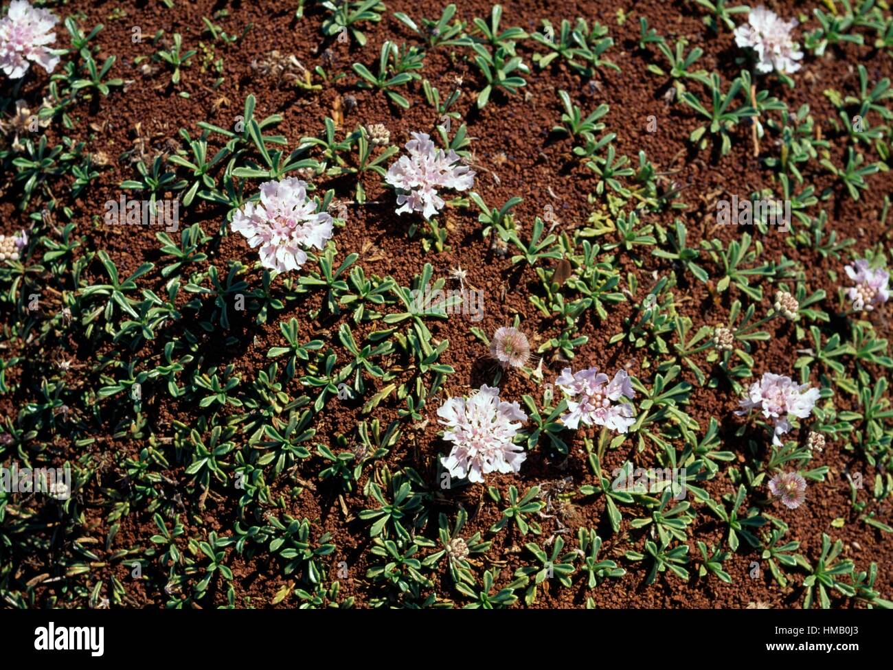 Succulent plants with white flowers, Lefkada island, Greece Stock Photo ...