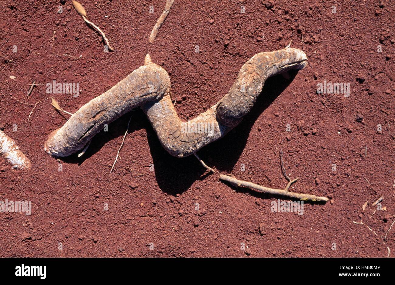 Tree root sticking out of red soil, Lefkada island, Ionian islands ...