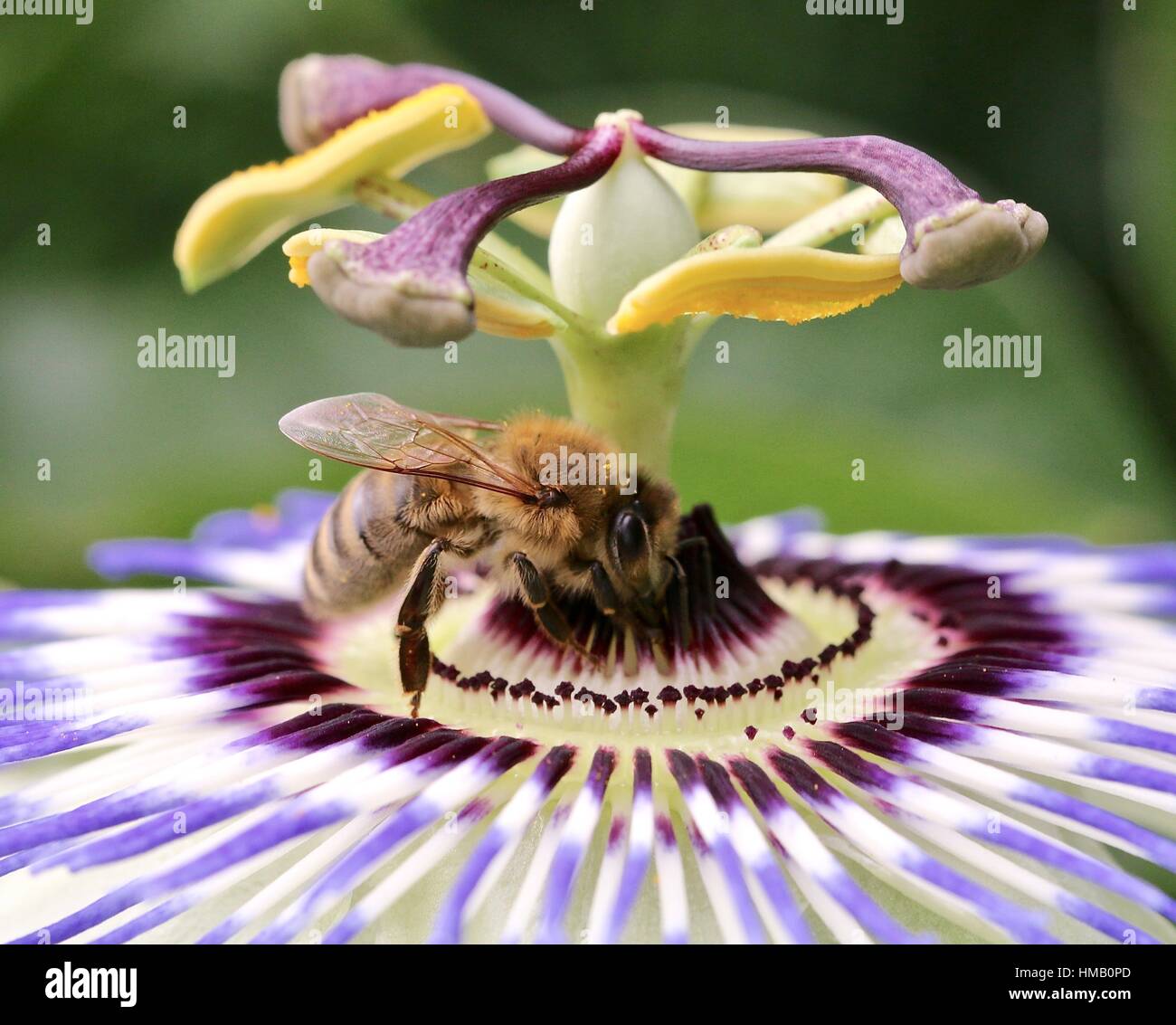Passiflora caerulea bee passion flower hi-res stock photography and ...