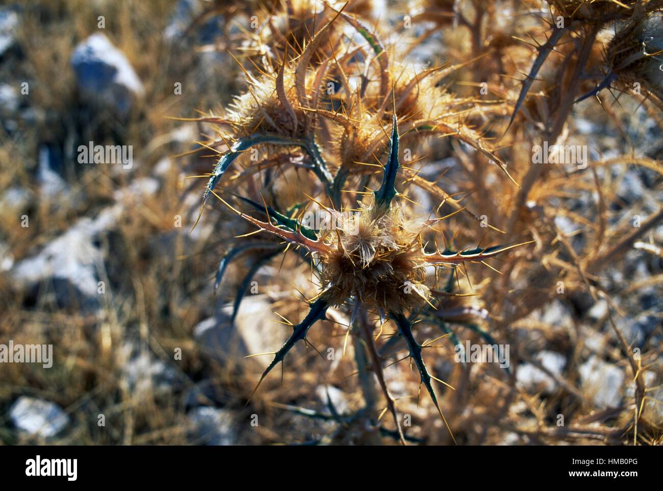 Thistle (Carduus sp), Acarnania region, Greece Stock Photo - Alamy