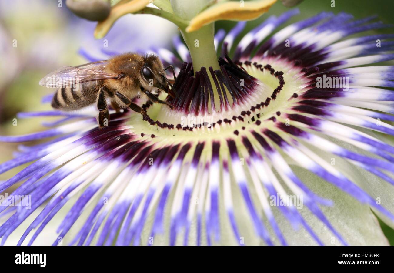 Passiflora caerulea bee passion flower hi-res stock photography and ...