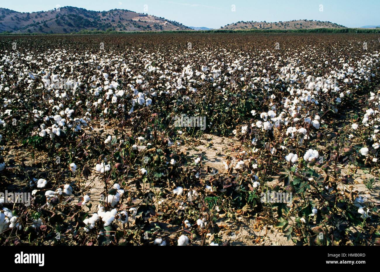 Cotton plants, Acarnania region, Greece Stock Photo - Alamy
