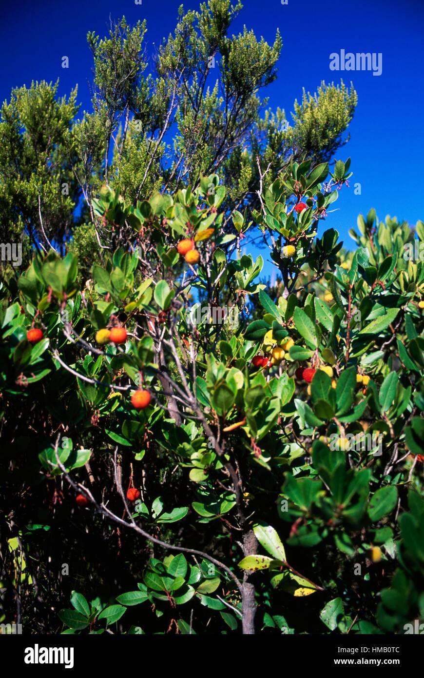 Branches of a strawberry tree, Agios Georgios (ancient Belbina), Greece ...