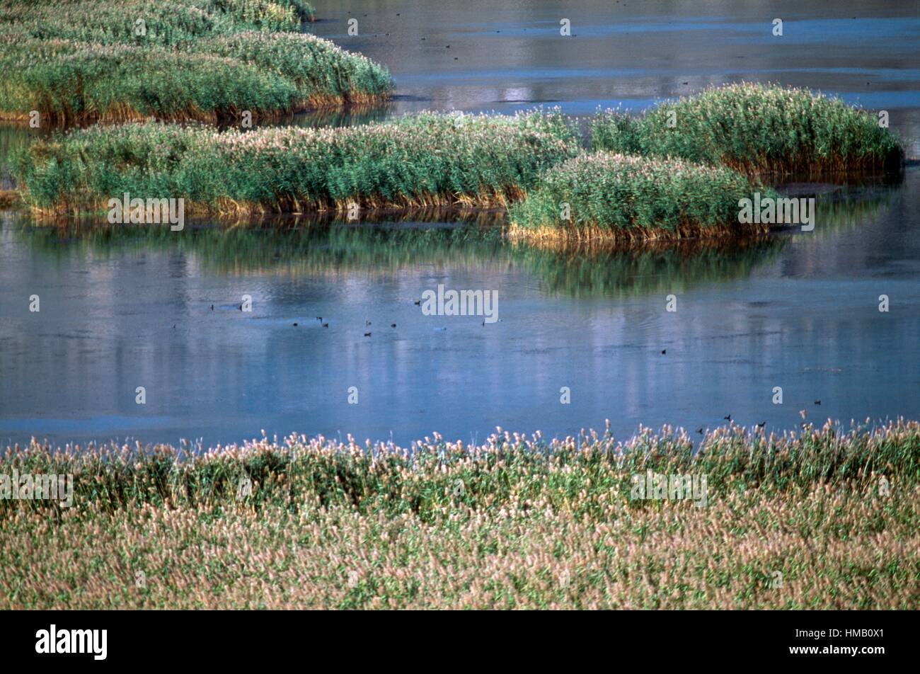 Stymphalia hi-res stock photography and images - Alamy