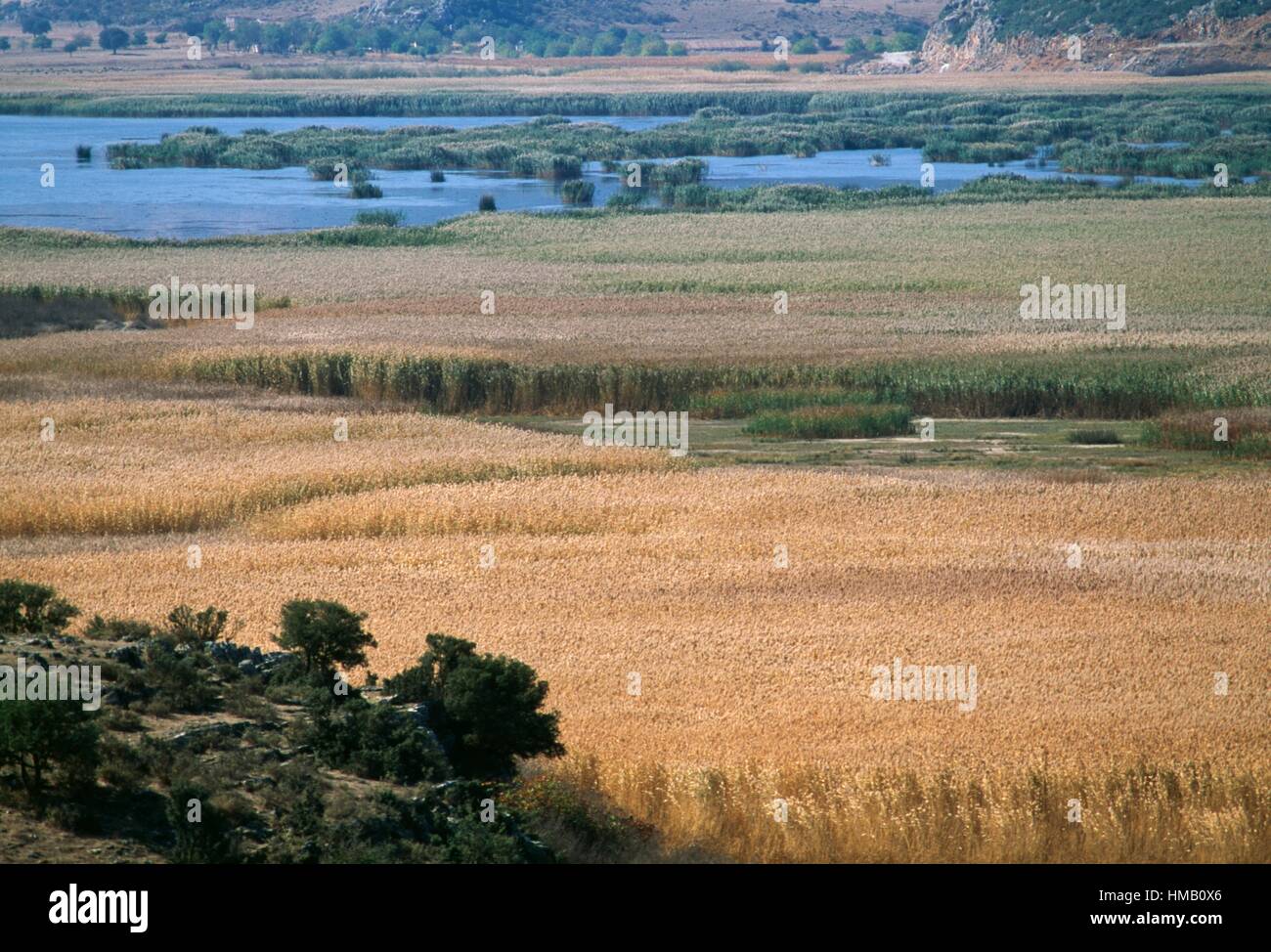 Reeds in the marshy Lake Stymphalia, Peloponnese, Greece Stock Photo ...