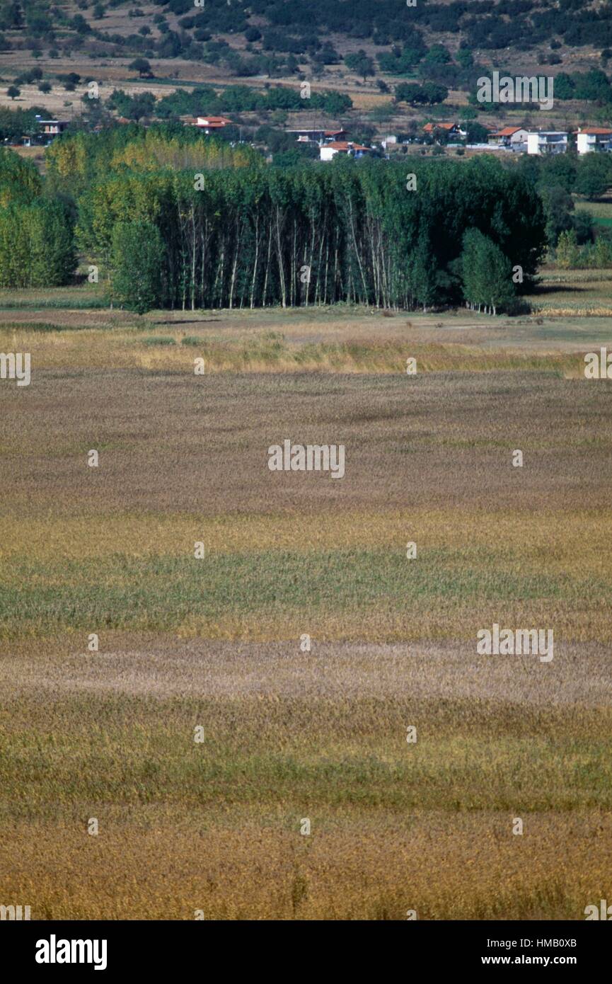 Landscape with trees and vegetation around the marshy Lake Stymphalia ...