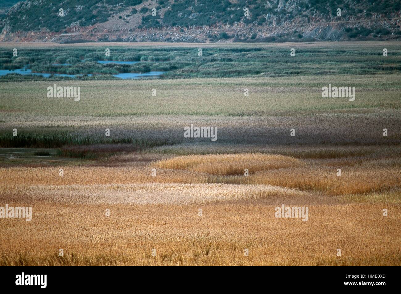 Stymphalia hi-res stock photography and images - Alamy