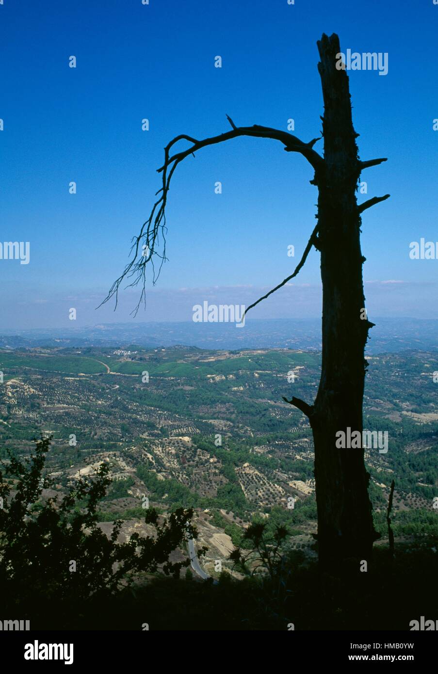 Dried tree trunk, with a panorama of the hills and vegetation in the ...