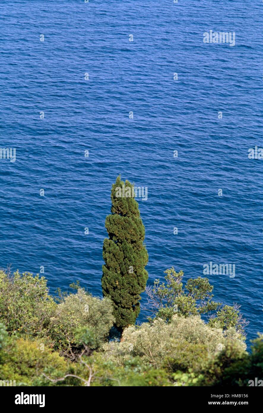 Trees and vegetation along the coast, Greece Stock Photo - Alamy