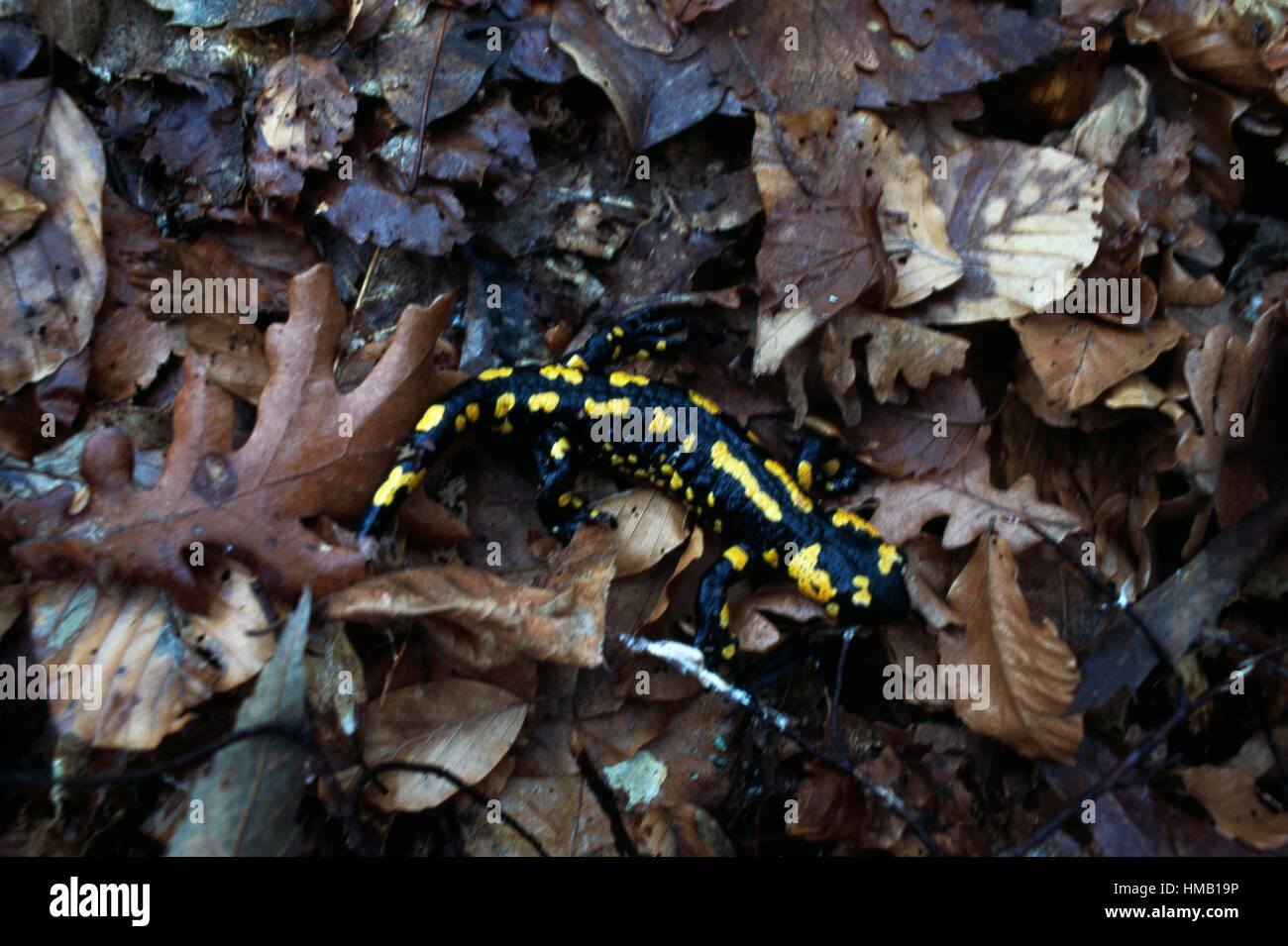 Salamandra salamandra salamandra hi-res stock photography and images ...