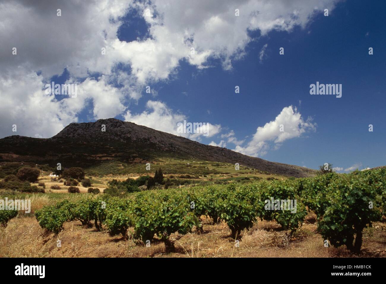 Cultivated fields, Valley of the Muses, near Mount Helicon, Boeotia ...
