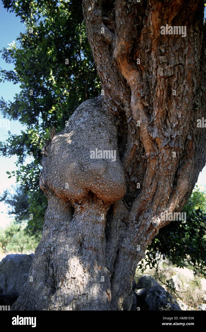 An olive tree near Avia, Peloponnese, Greece Stock Photo - Alamy