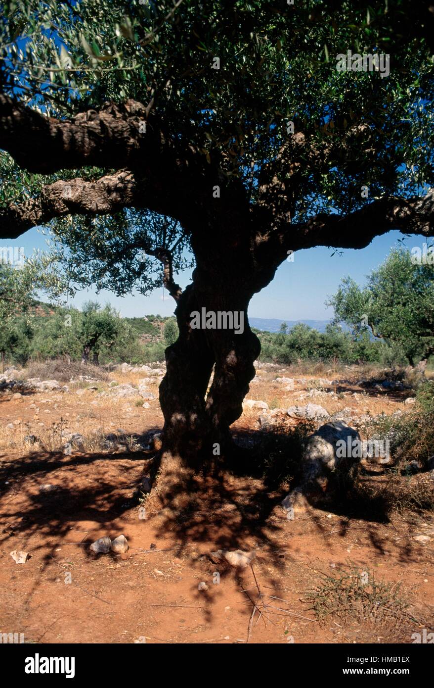An olive tree near Avia, Peloponnese, Greece Stock Photo - Alamy