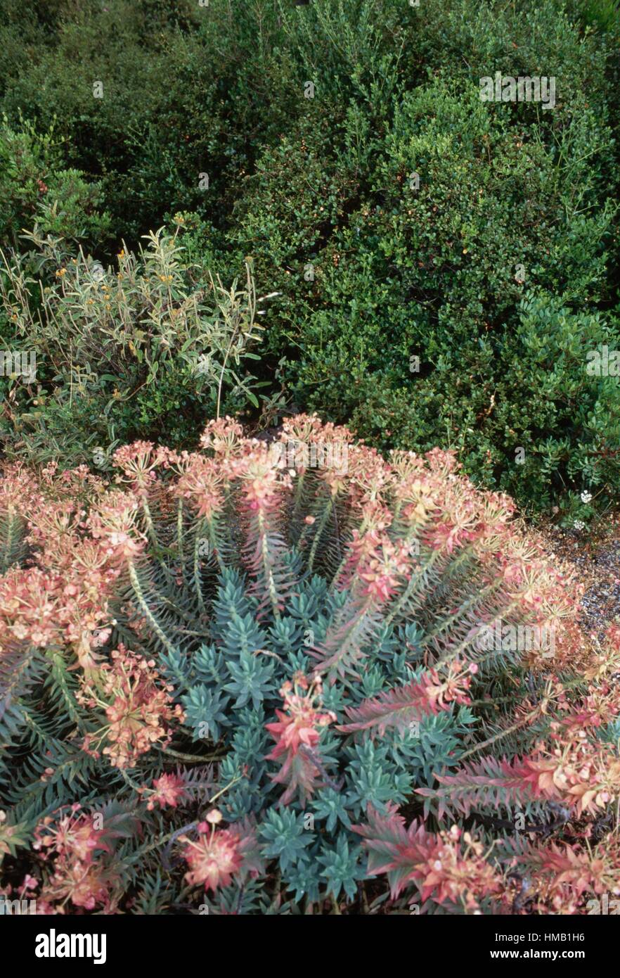 Parnona hi-res stock photography and images - Alamy