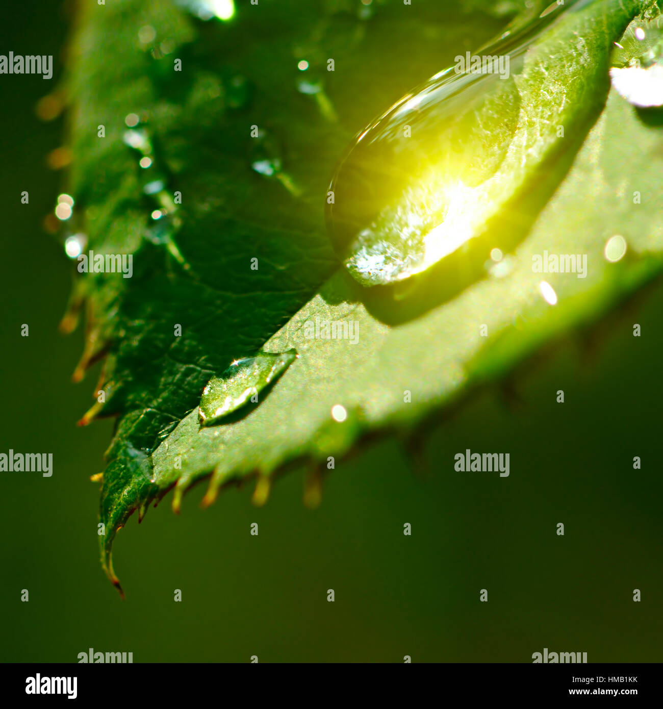 drop of water with reflected sunbeam Stock Photo - Alamy