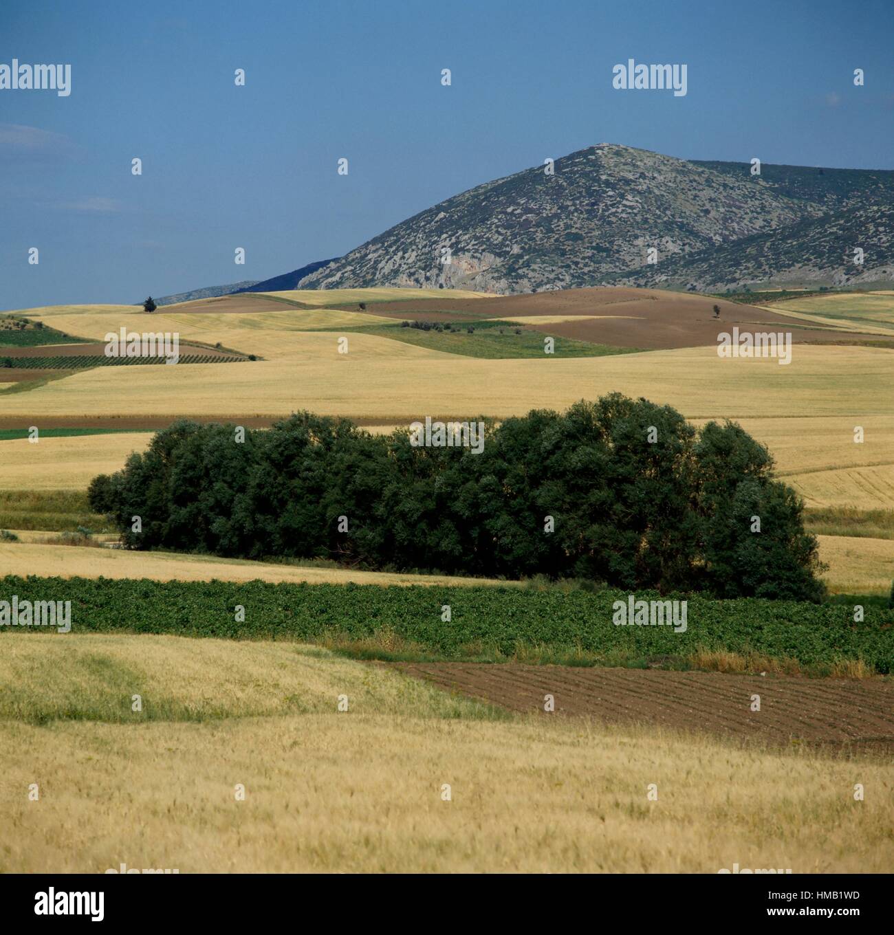 Cultivated fields, Thebes, Boeotia, Greece Stock Photo - Alamy