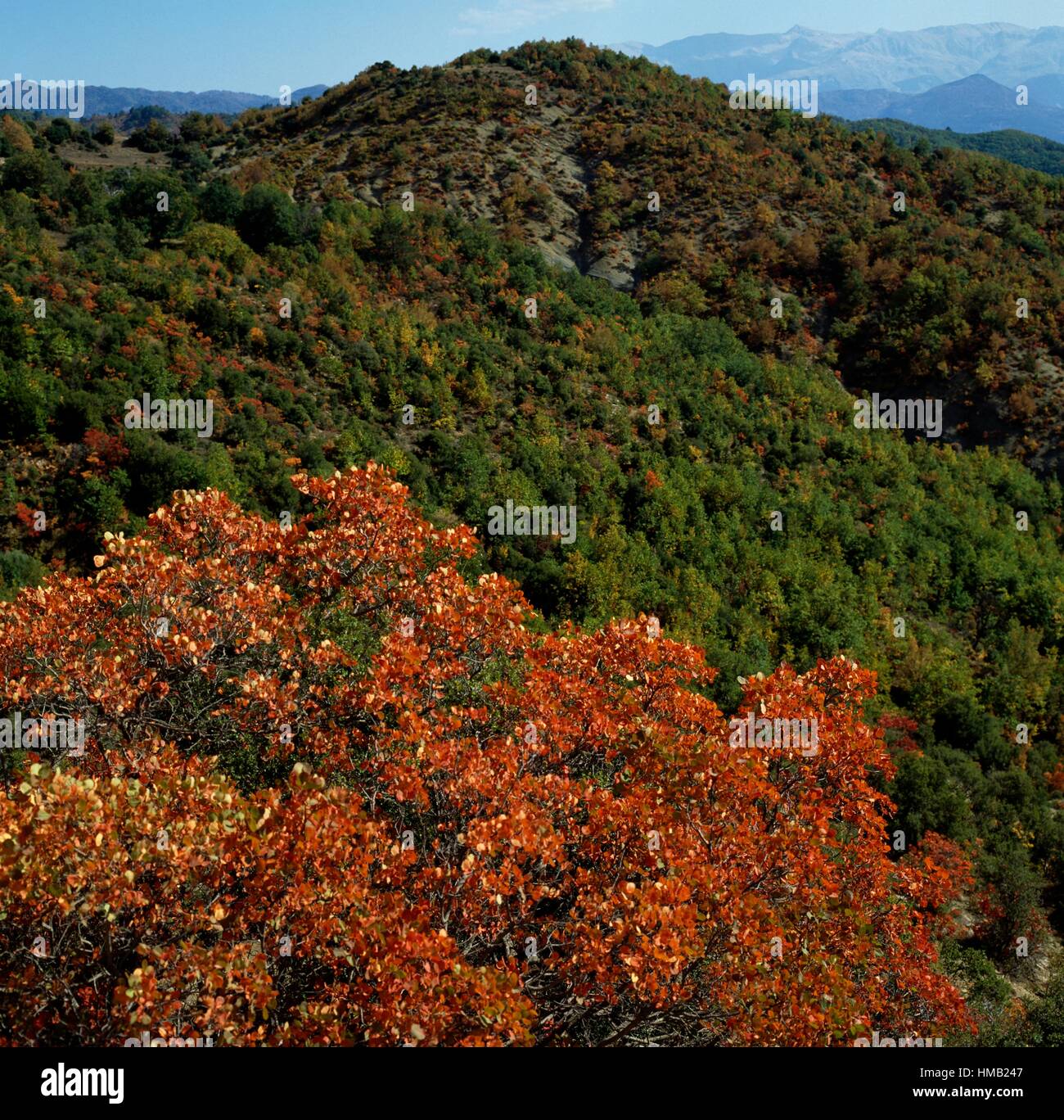 Mountain ranges covered with vegetation, Epirus, Greece Stock Photo - Alamy