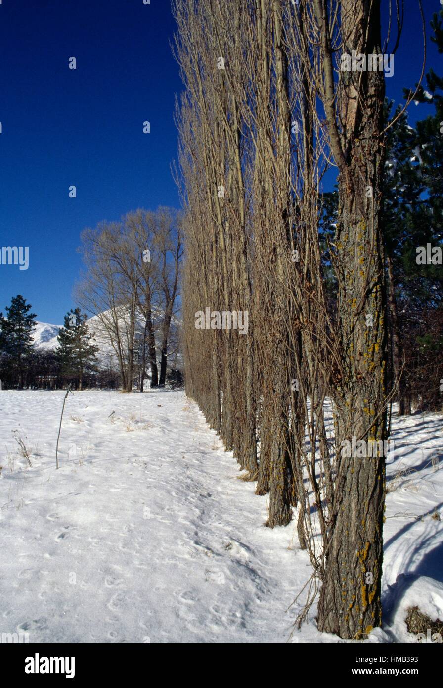 A line of trees in the snow, Abruzzo, Italy Stock Photo - Alamy
