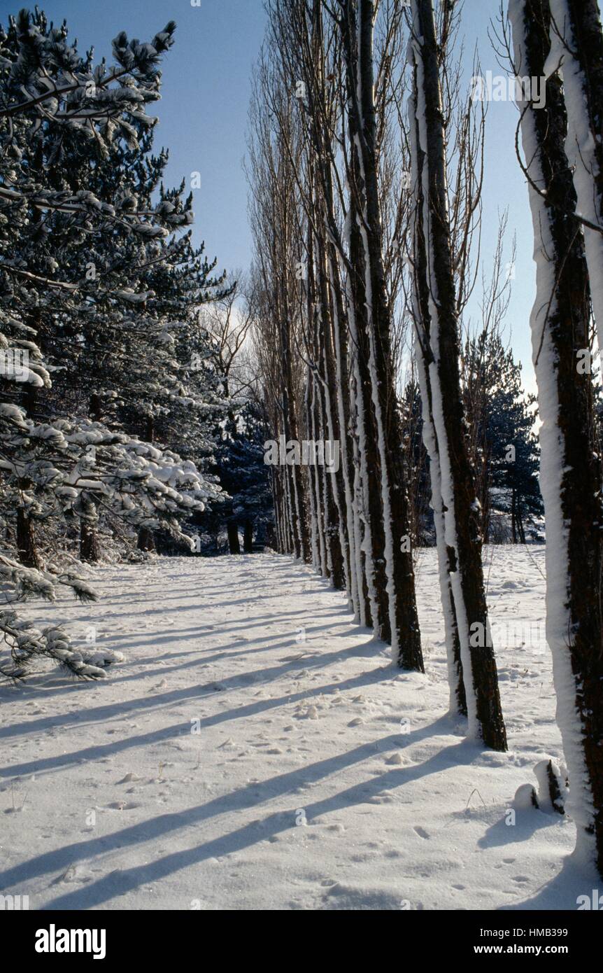 A line of trees in the snow, Abruzzo, Italy Stock Photo - Alamy