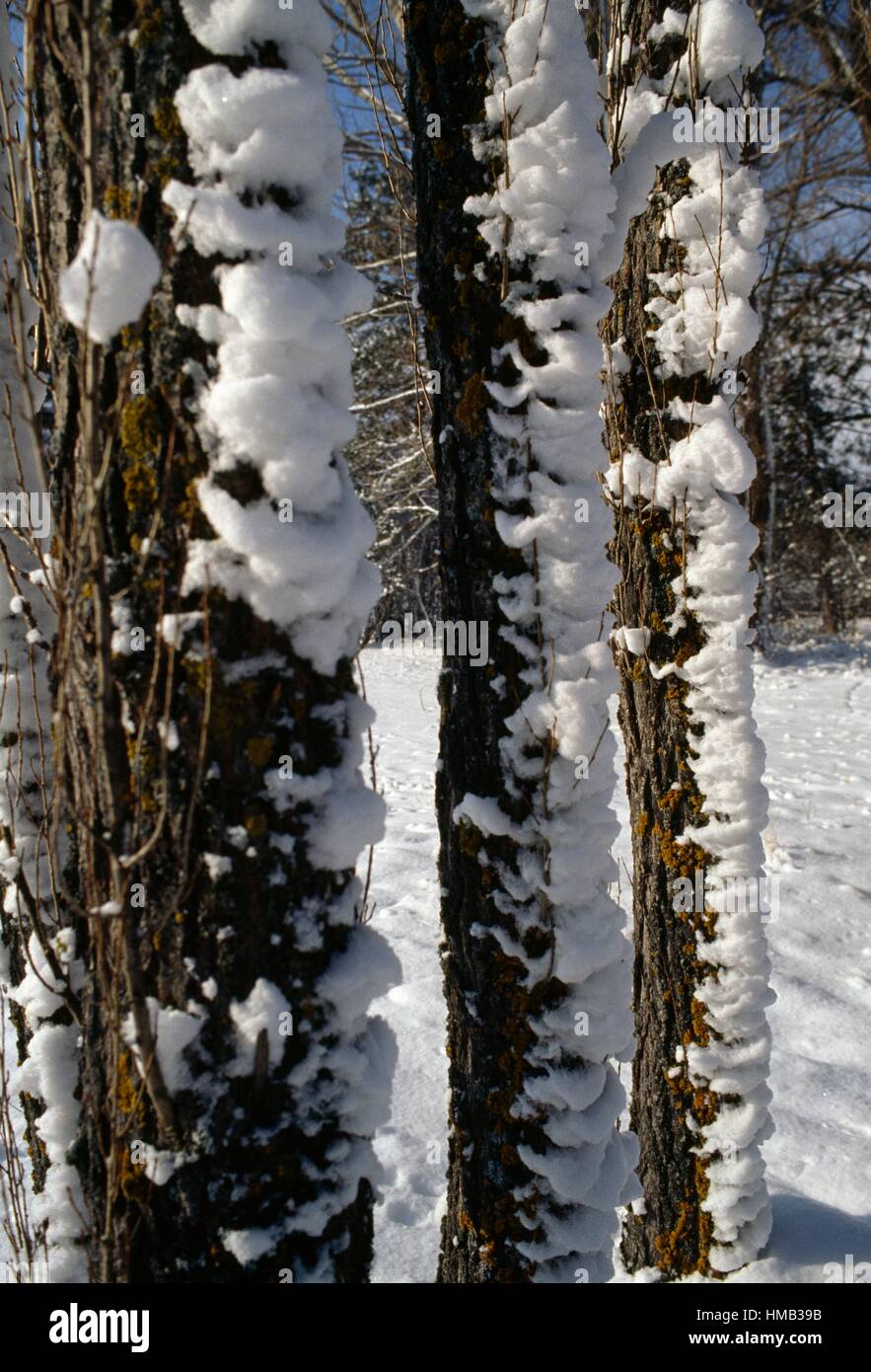 A line of trees in the snow, Abruzzo, Italy Stock Photo - Alamy