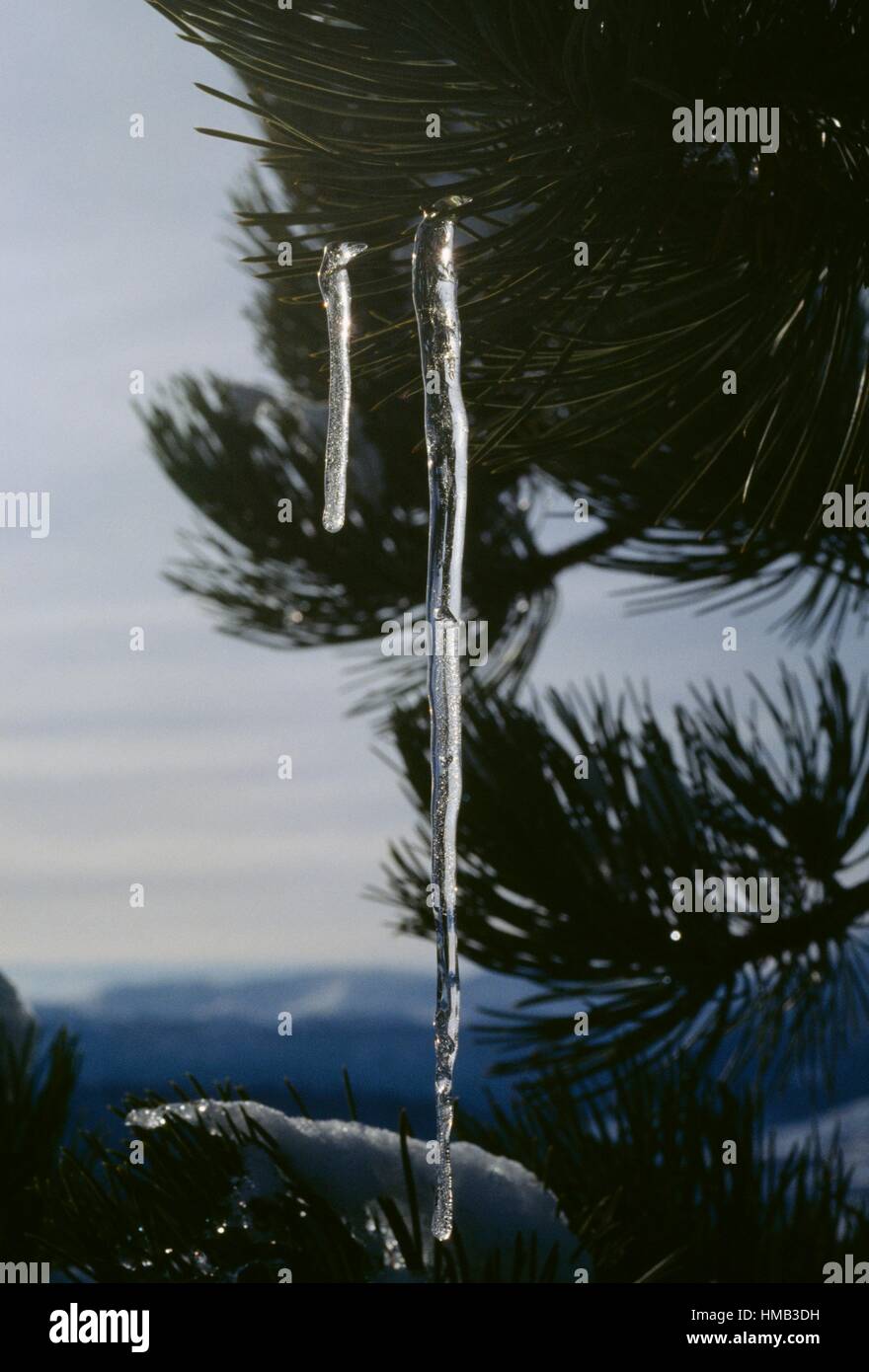 Icicles on a tree branch, Abruzzo, Italy Stock Photo - Alamy