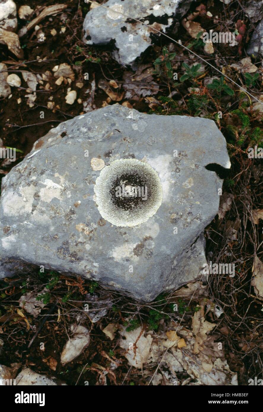 Circular concretion in a stone, Abruzzo, Italy Stock Photo - Alamy