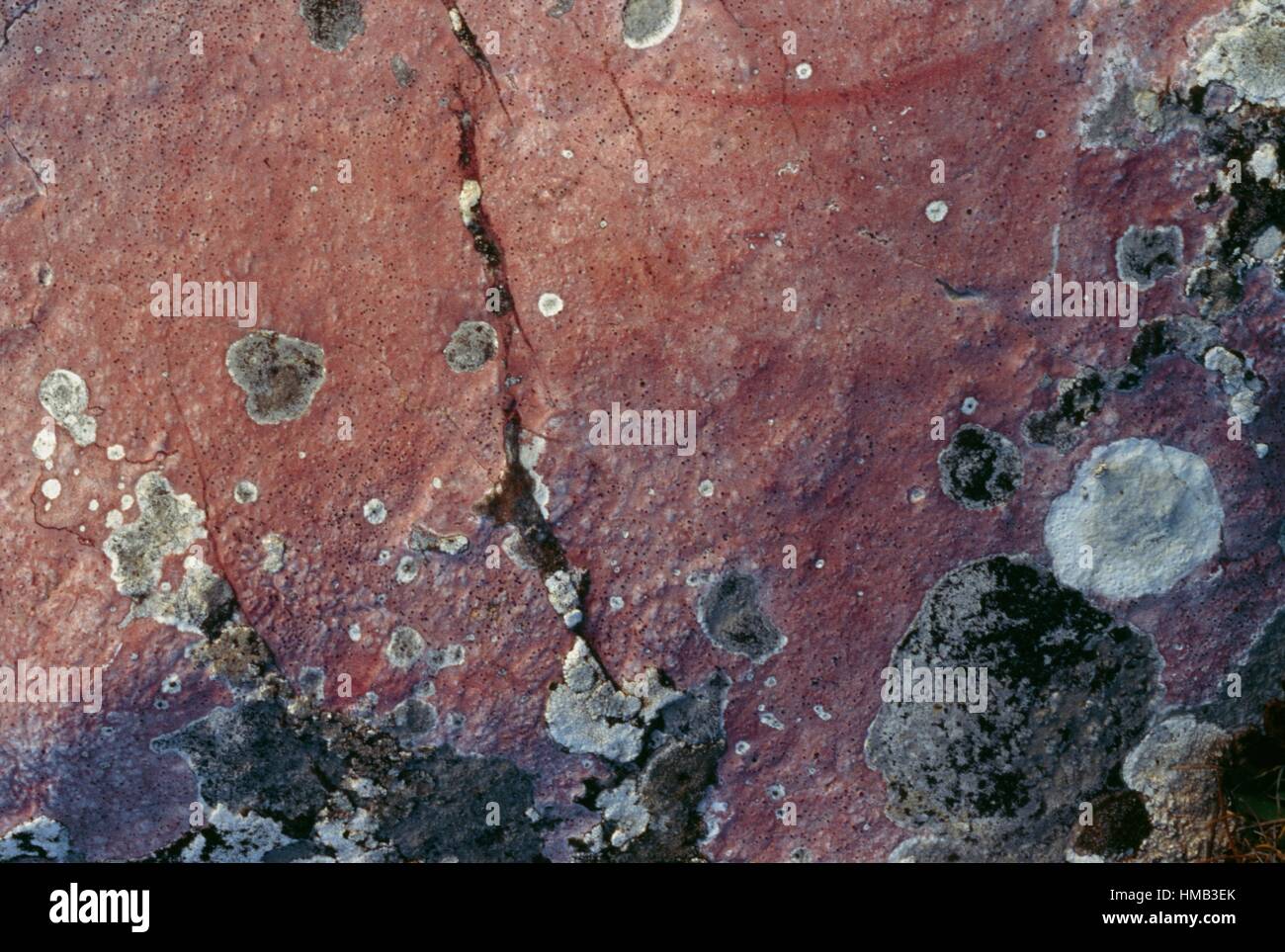 Erosion and concretions on a rock, Abruzzo, Italy Stock Photo - Alamy