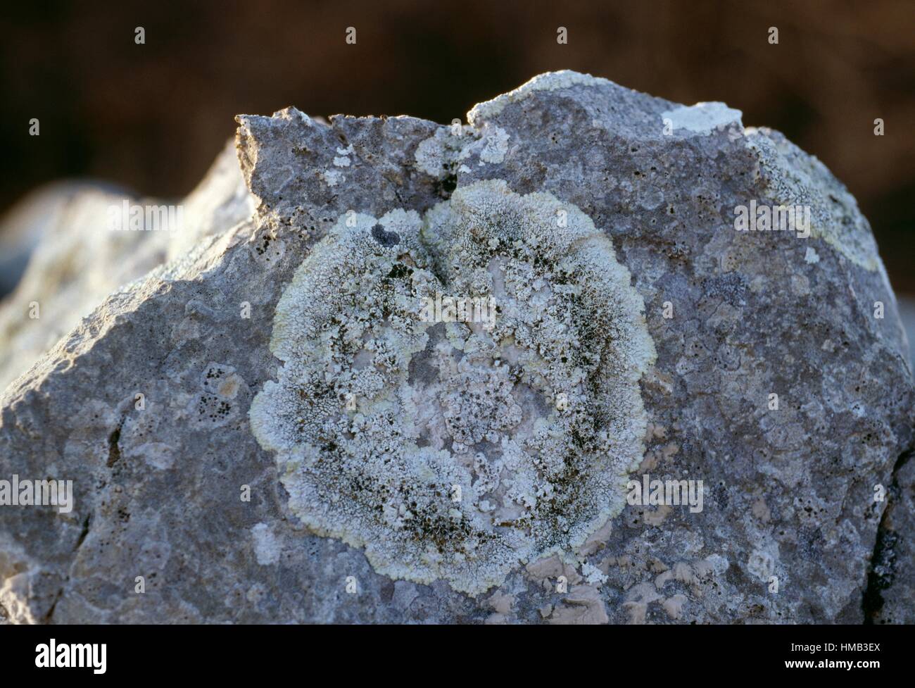 Circular concretion in a stone, Abruzzo, Italy Stock Photo - Alamy