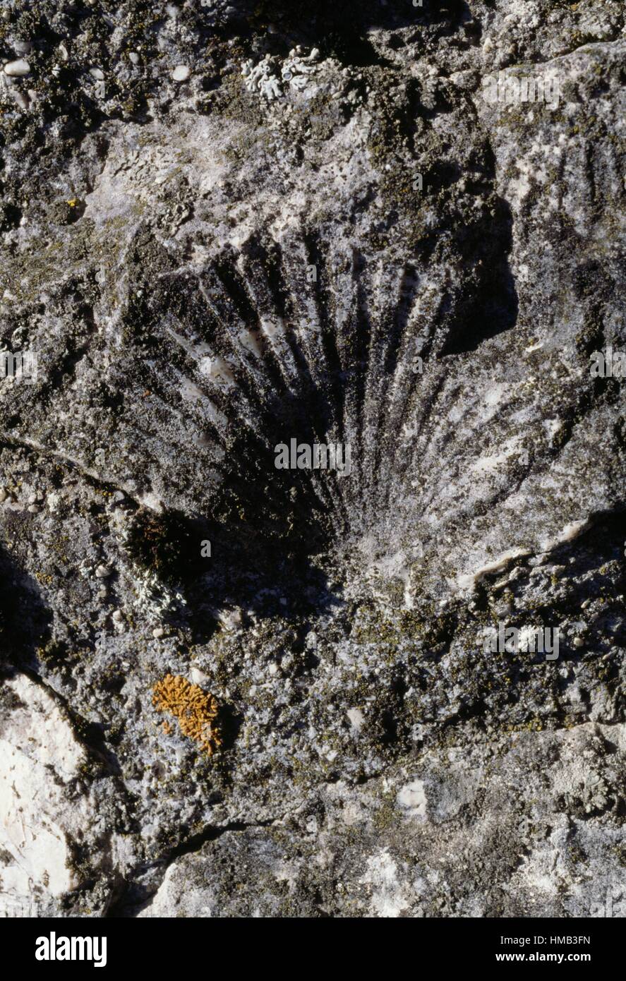 Shell fossil in a rock, Abruzzo, Italy Stock Photo - Alamy