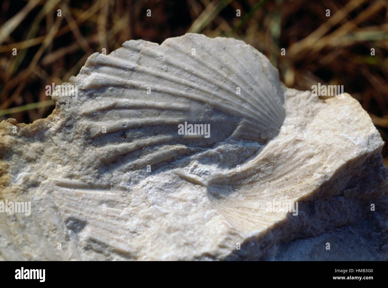 Shell fossil in a rock, Abruzzo, Italy Stock Photo - Alamy
