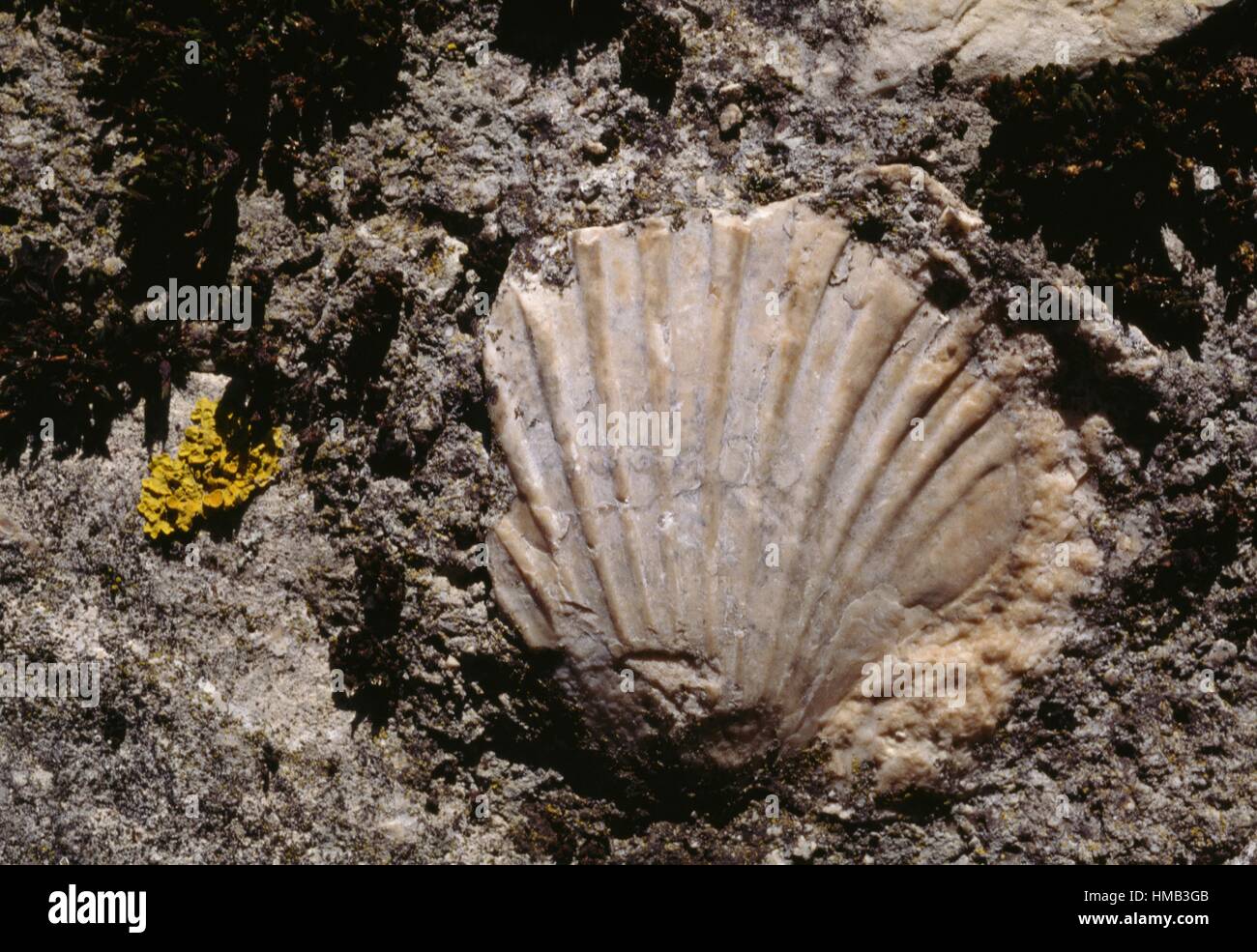 Shell Fossil Identification