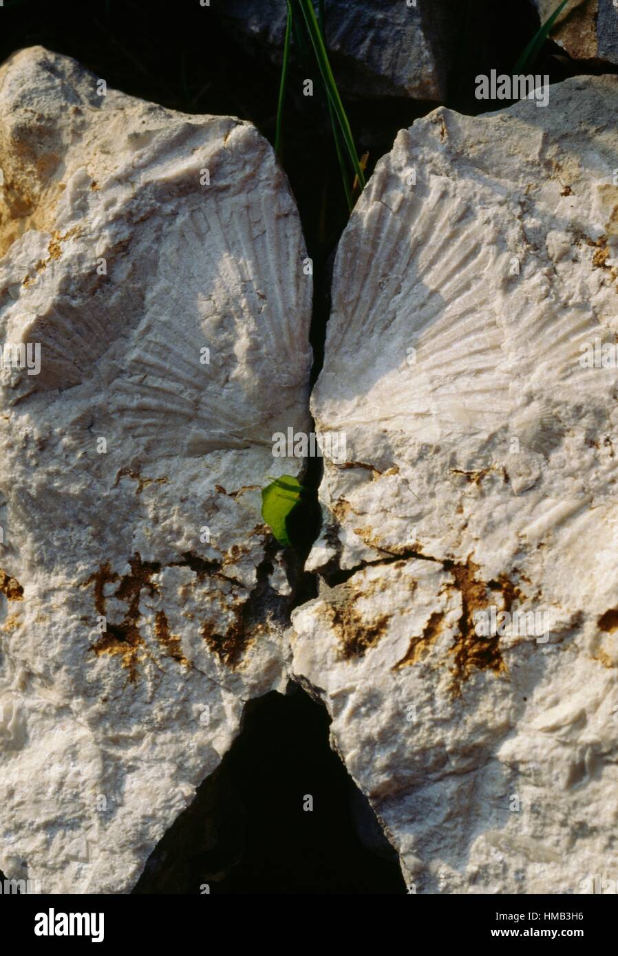 Focus on fossils hi-res stock photography and images - Alamy