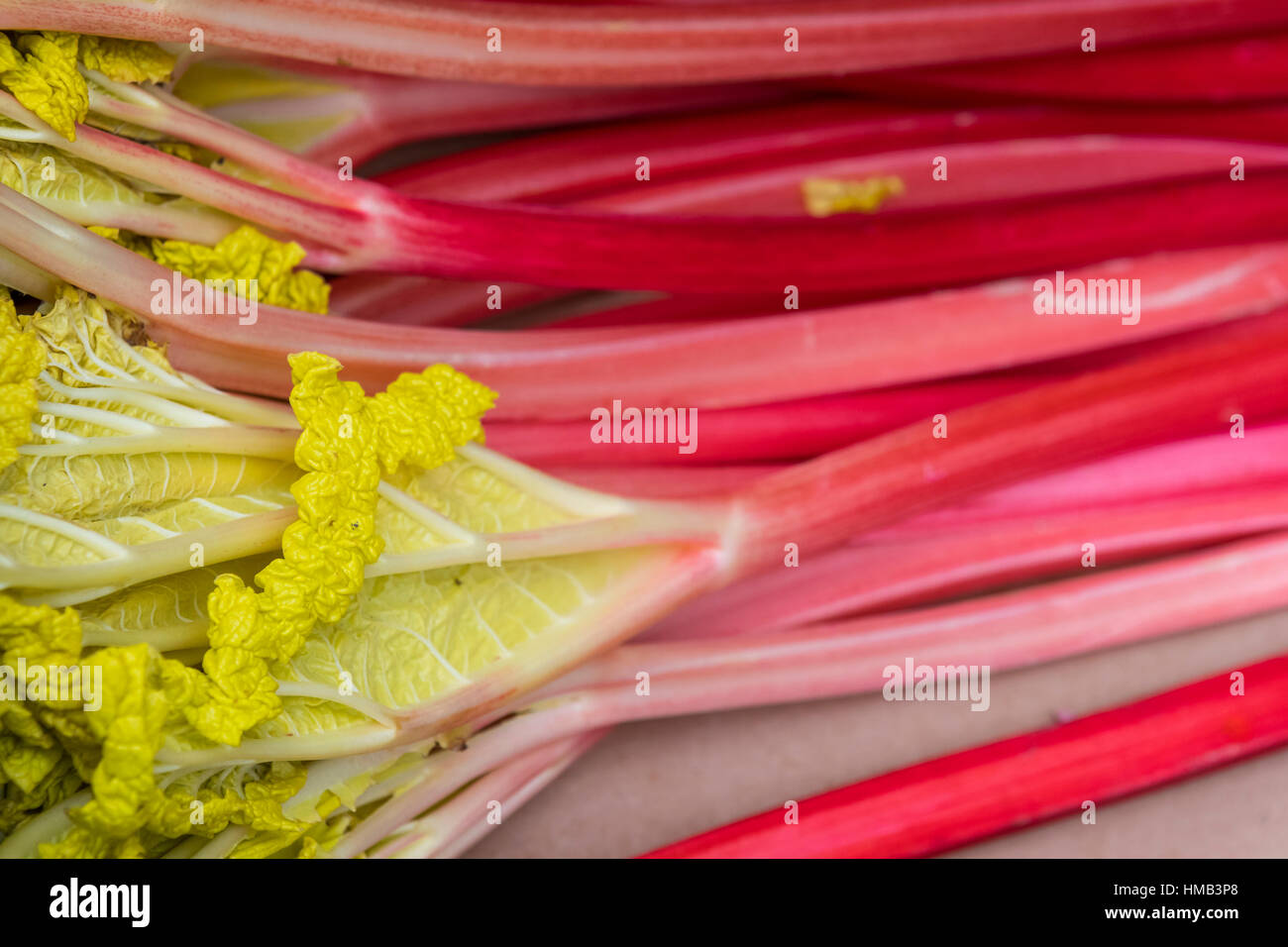 Forced Yorkshire rhubarb on sale in a Munday & Jones grocers ...