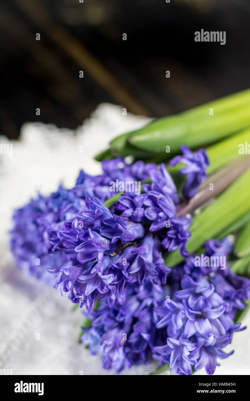 First spring flower - blue hyacinth on black wood copy space Stock ...