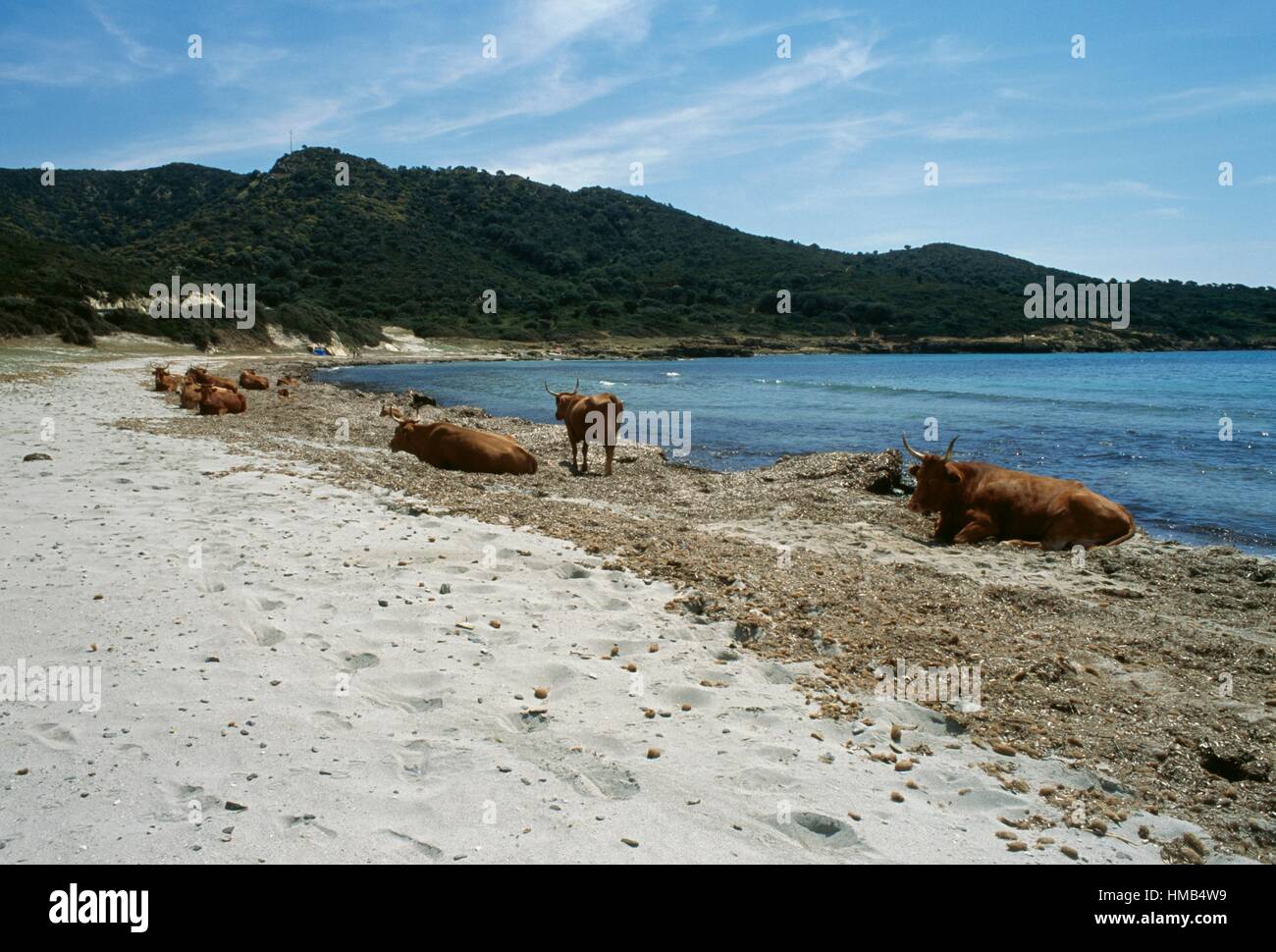 Cattle on a beach in Sardinia, Italy Stock Photo - Alamy