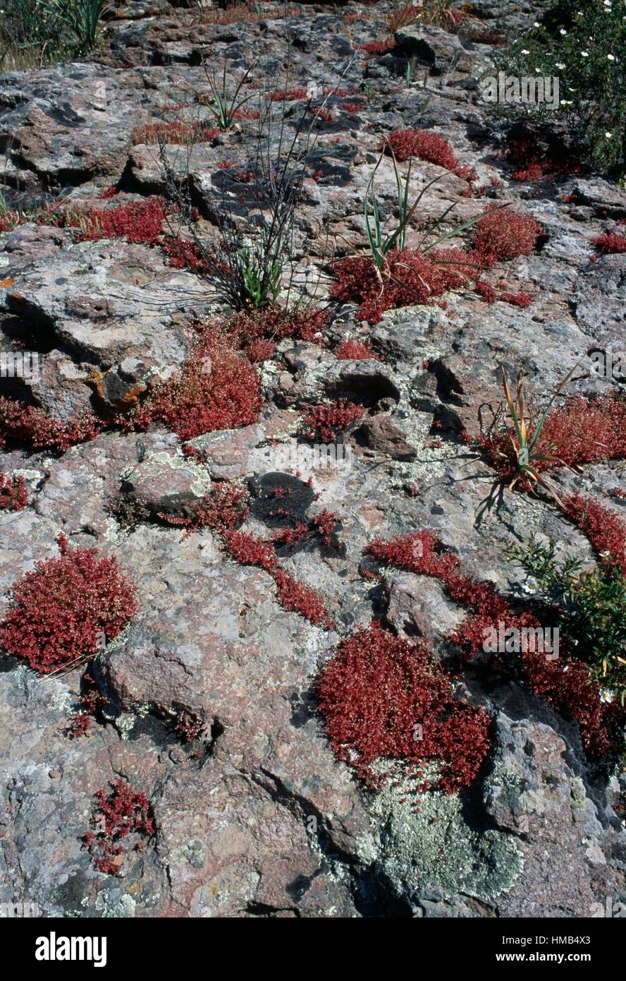 Vegetation between the rocks in the Monte Sirai archaeological site ...