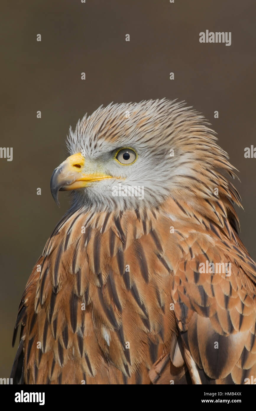 Red kite Milvus milvus head portrait Stock Photo - Alamy