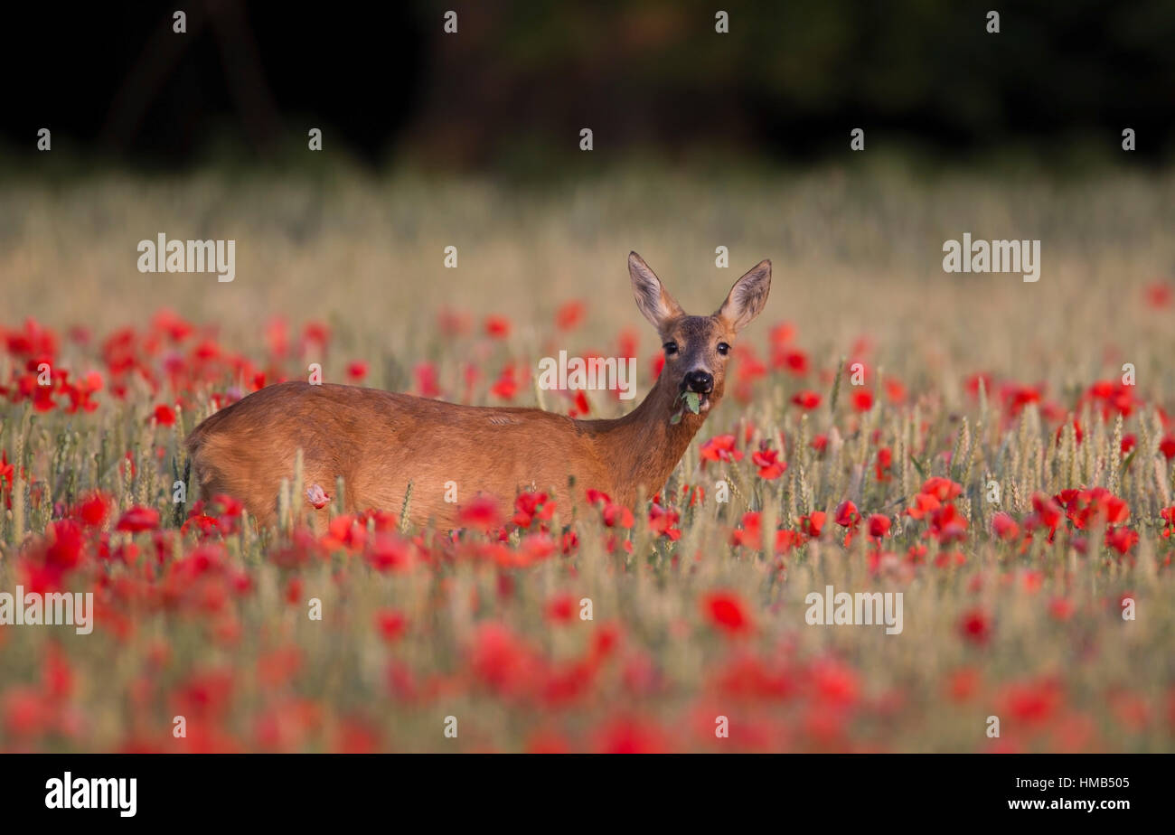 Roe doe deer feeding hi-res stock photography and images - Alamy