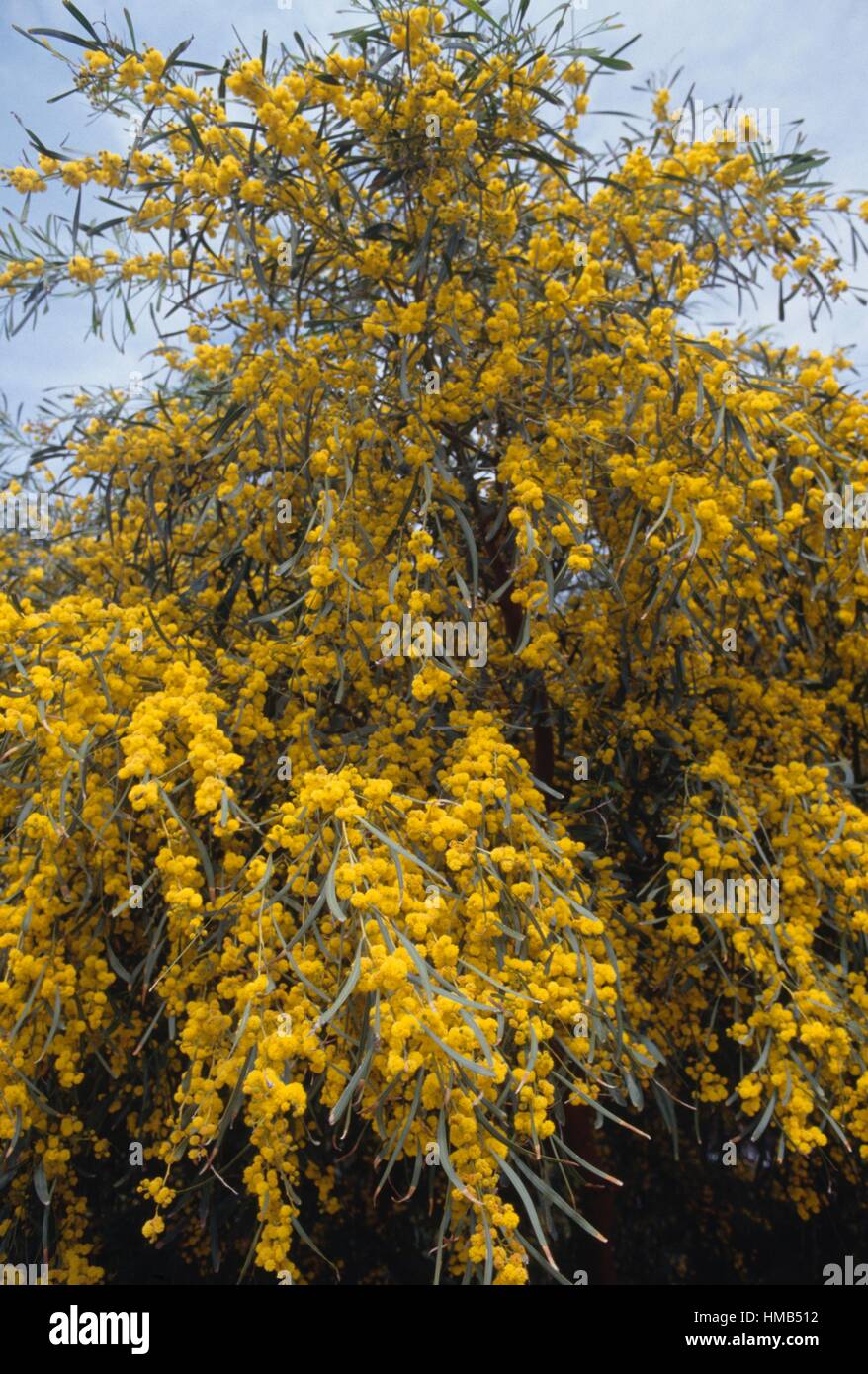 Acacia saligna plant near Kaukana, Sicily, Italy Stock Photo - Alamy