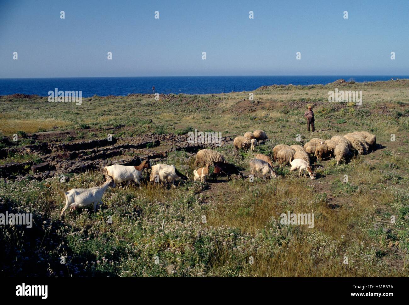 Sheep and goats grazing, Ustica island, Sicily, Italy Stock Photo - Alamy