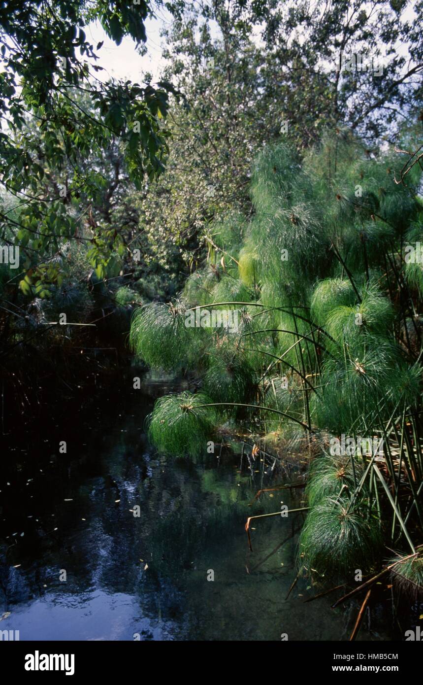 Papyrus plants along the River Ciane in Syracuse, River Ciane and ...
