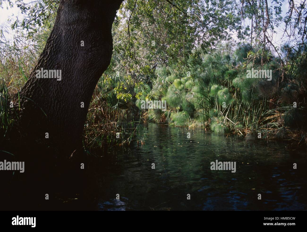 Papyrus plants along the River Ciane in Syracuse, River Ciane and ...