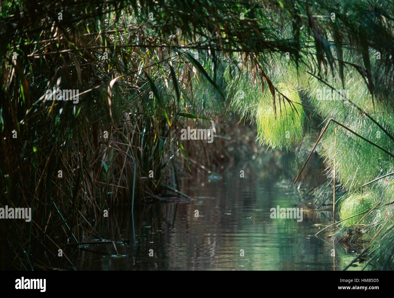 Ciane and papyrus hi-res stock photography and images - Alamy