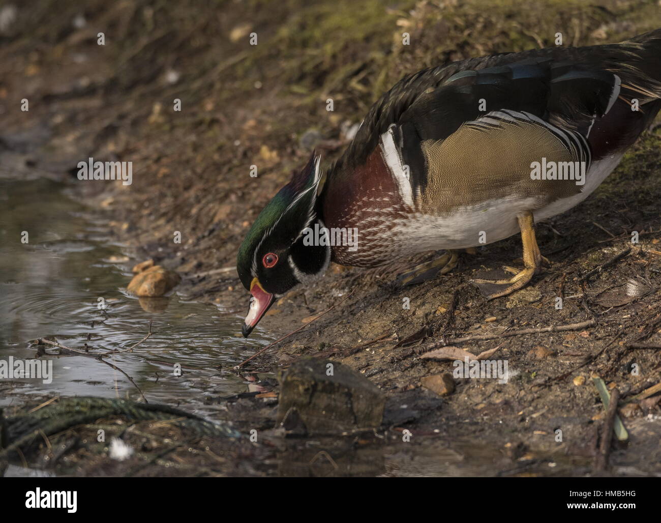 Carolina duck hi-res stock photography and images - Alamy