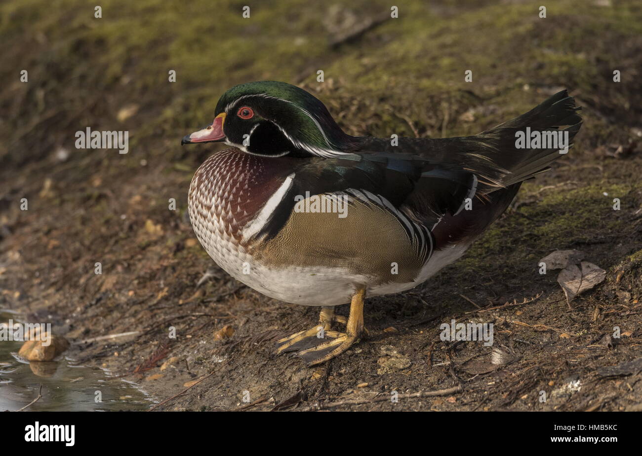 Male Carolina duck, Aix sponsa, by lakeside Stock Photo - Alamy