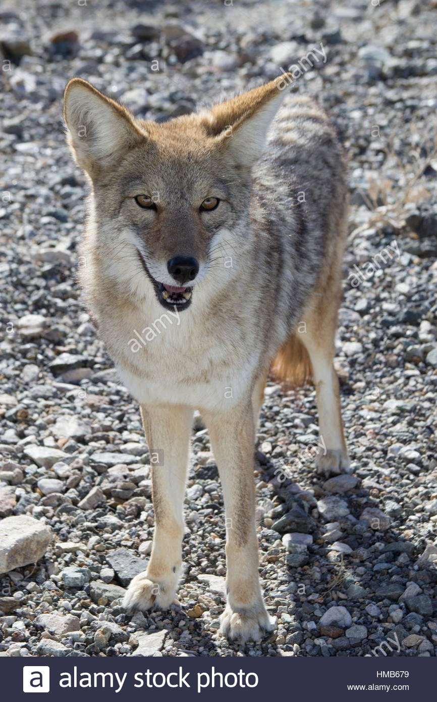 Close Up Coyote High Resolution Stock Photography and Images - Alamy